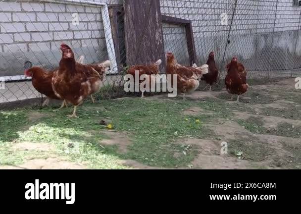 A group of chickens roam and peck around in a fenced area on a farm ...