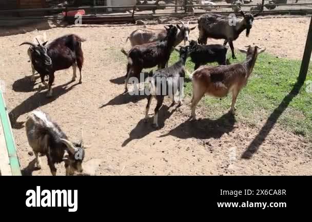 A group of goats, domestic animals commonly found on farms, are seen standing together in a pen ...