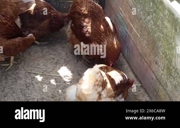 A group of chickens clucking and pecking inside a farm coop. The ...
