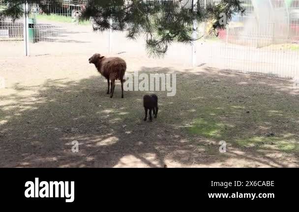 Two sheep, domestic farm animals, are seen standing side by side in a ...
