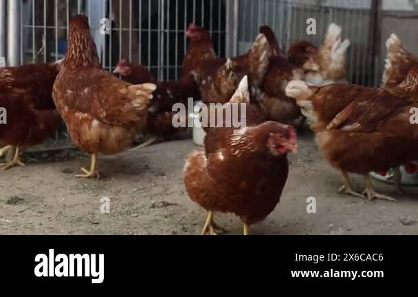 A group of chickens are seen inside a cage on a farm, clucking and ...