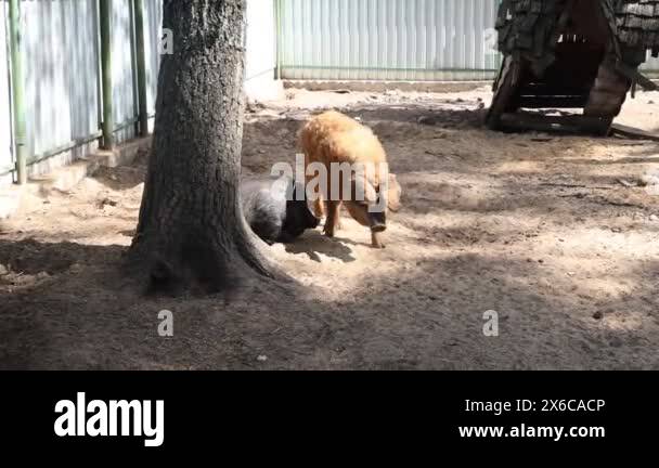 Two pigs, likely farm animals, are seen inside a zoo enclosure. The ...
