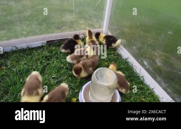 Ducklings barnyard Stock Videos & Footage - HD and 4K Video Clips - Alamy