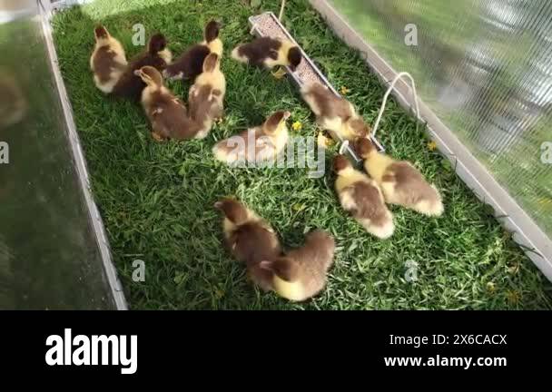 A group of ducklings can be seen inside a cage on a farm, moving around ...