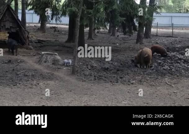 The video shows a group of pigs interacting in their zoo enclosure at a ...