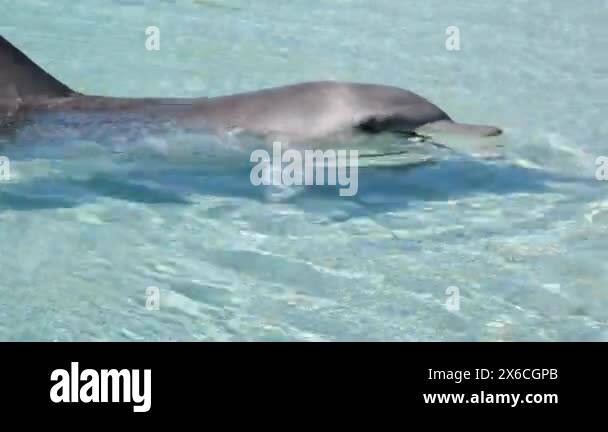 Bottlenose dolphin in shallow water Stock Videos & Footage - HD and 4K ...