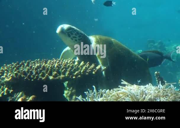 Hawksbill sea turtle eretmochelys Stock Videos & Footage - HD and 4K ...