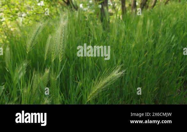 Green foxtail plant Stock Videos & Footage - HD and 4K Video Clips - Alamy