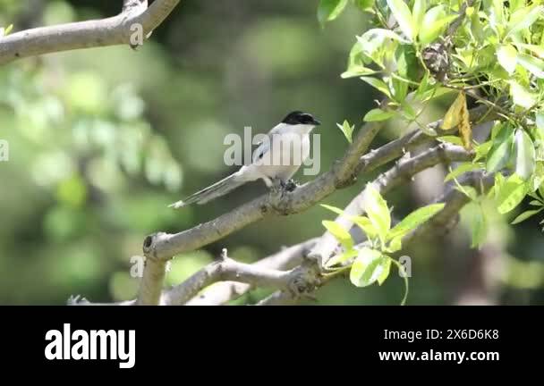 Azure-winged Magpie (Cyanopica cyanus) in Japan Stock Video Footage - Alamy
