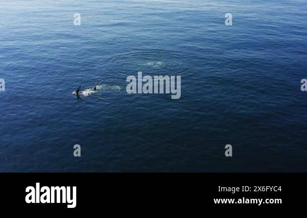 Humpback whales migration Stock Videos & Footage - HD and 4K Video ...