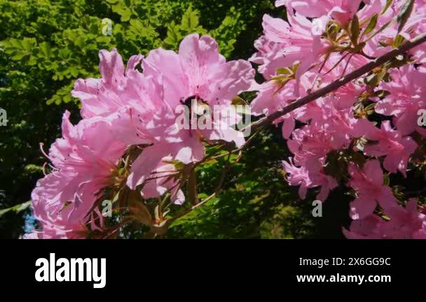 A bumblebee collects nectar from the bright pink blooms of an azalea ...