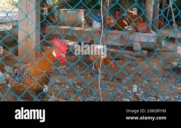 Rooster and hens chickens behind fence in Zicatela Puerto Escondido ...