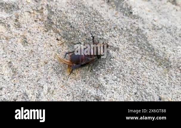 Dead large scarab beetle on beach sand in Zicatela Puerto Escondido ...