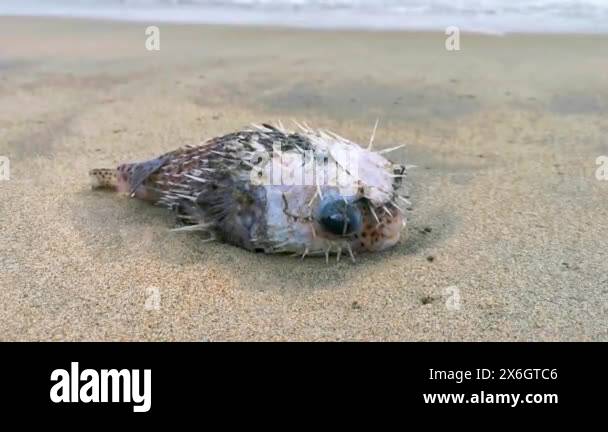 Dead puffer fish washed up on the beach lies on the sand in Zicatela ...