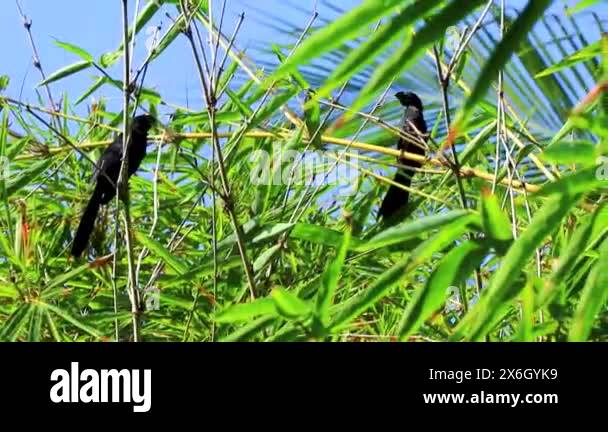 Black crows and corvids birds sitting on bamboo tree branch with blue ...