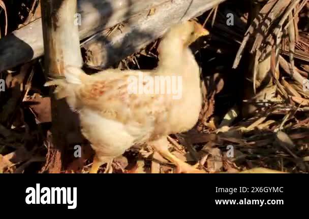 Rooster and hens chickens in nature on farm in Zicatela Puerto ...