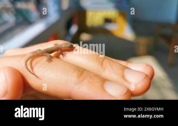 Small mini gecko lizard on the hand in Zicatela Puerto Escondido Oaxaca ...