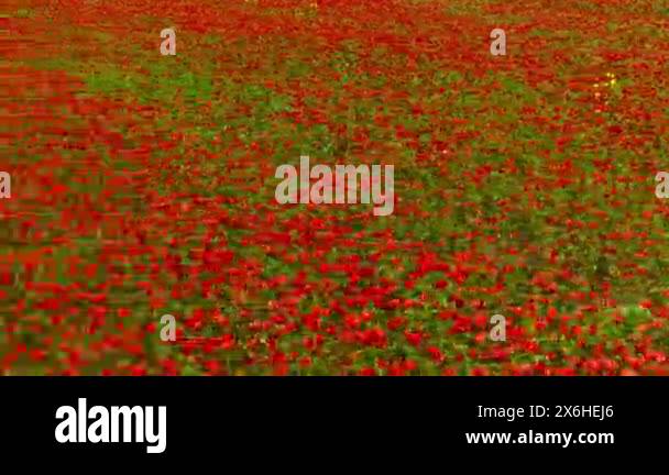 Blooming red poppies populated the whole field with rye swaying in the ...