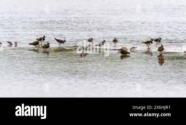 Birds nature in natural Stock Videos & Footage - HD and 4K Video Clips ...