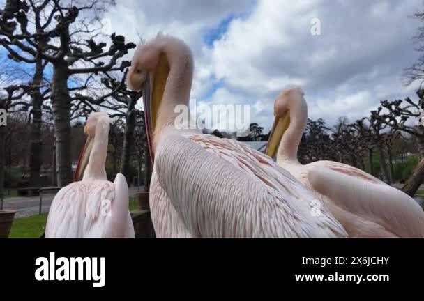 Two pelicans, large water birds with long bills, are standing side by ...