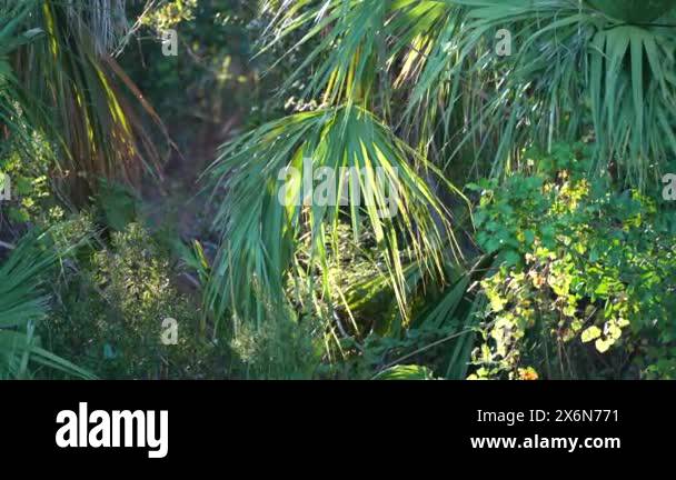 Tropical jungles with green palm trees and wild vegetation in southern ...