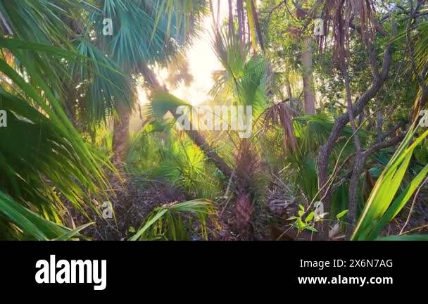 Subtropical ecosystem Stock Videos & Footage - HD and 4K Video Clips ...