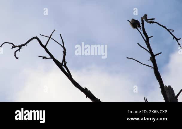 Jack tree flower Stock Videos & Footage - HD and 4K Video Clips - Alamy