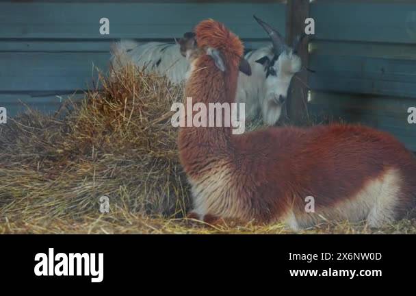 Fuzzy animals Stock Videos & Footage - HD and 4K Video Clips - Alamy