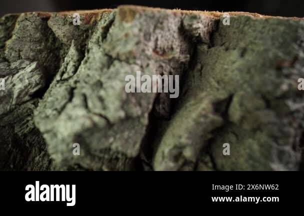 Structure of a stump fibre and bark from a saw cut tree trunk. Plant ...