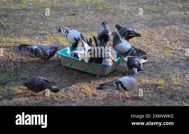 Bird feeding. Flock of pigeons eating food from bowl on sunny morning ...