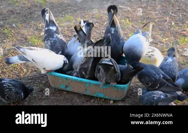 Bird feeding. Flock of pigeons eating food from bowl on sunny morning ...