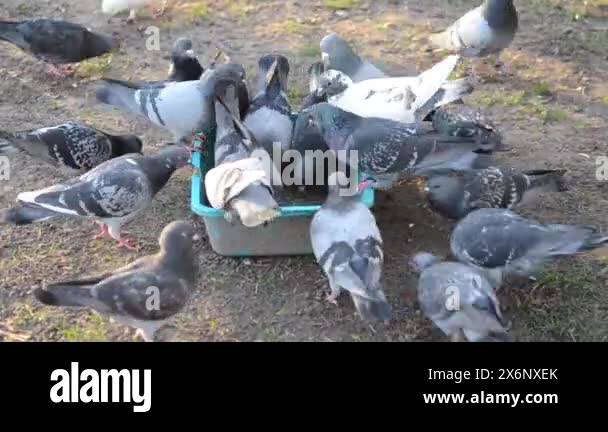 Bird feeding. Flock of pigeons eating food from bowl on sunny morning ...