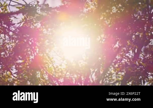 Dappled light floor Stock Videos & Footage - HD and 4K Video Clips - Alamy