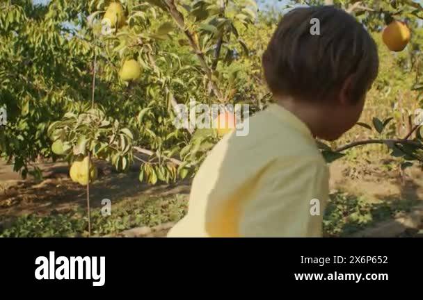 Young boy reaching for a pear in an orchard. Childhood curiosity and ...