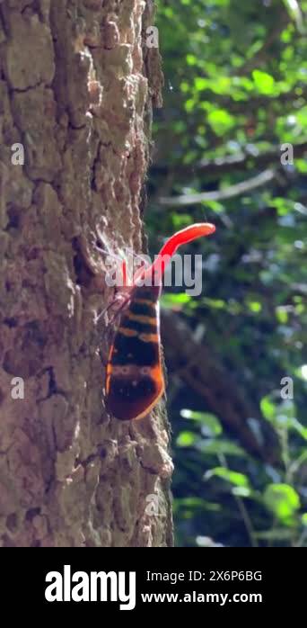 Leaf patterns in vibrant colors Stock Videos & Footage - HD and 4K ...