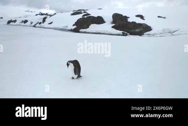 Antarctic ecosystem exploration Stock Videos & Footage - HD and 4K ...