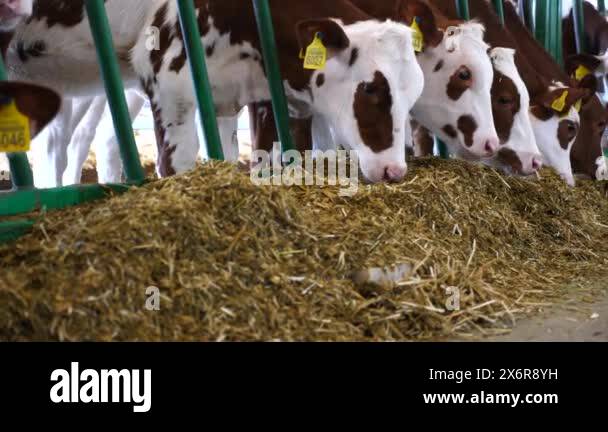 Small calves eating hay on modern cowshed. Cattle chewing silage at ...