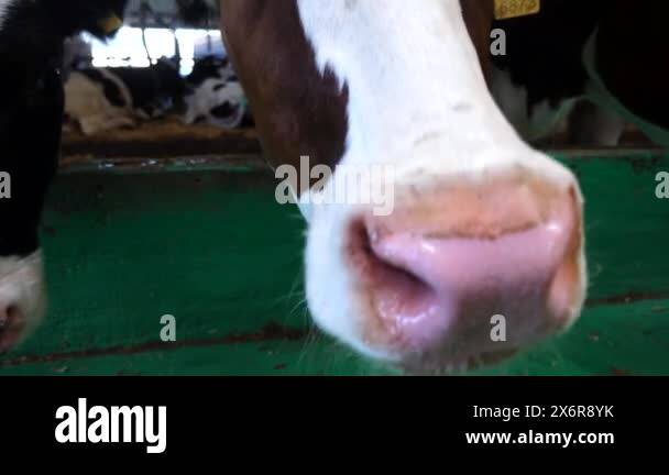 Curious milk cows looking into camera and sniffing it with a big wet ...