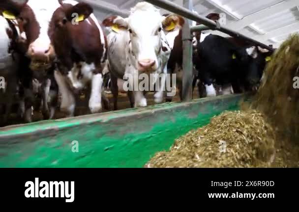 Tractor spreading silage to feeding herd of cows at milk factory ...
