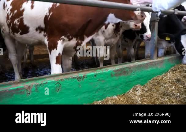 Female arm stroking muzzle of beautiful cow in paddock at dairy farm ...