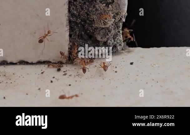 Fire fighter team icon Stock Videos & Footage - HD and 4K Video Clips ...