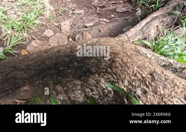 Column roots Stock Videos & Footage - HD and 4K Video Clips - Alamy