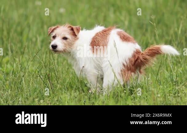Dog doing toilet in the grass. Pooping, defecating, pet excrement ...