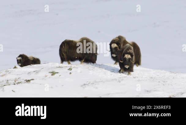 Iconic arctic animals Stock Videos & Footage - HD and 4K Video Clips ...