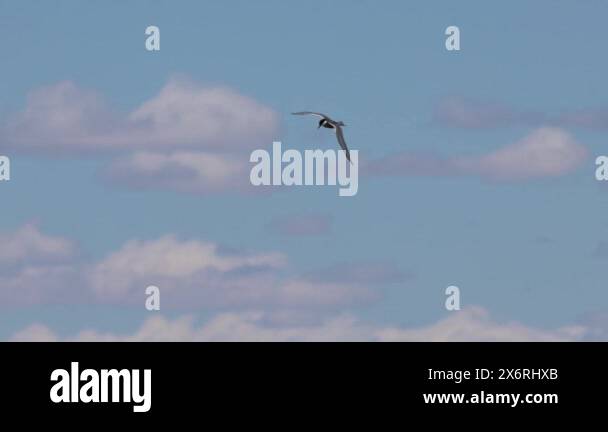 White feather with negative space Stock Videos & Footage - HD and 4K ...