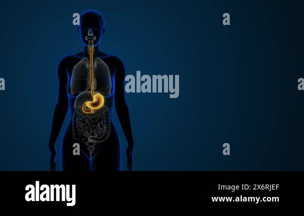 Highlighted stomach in the Female digestive system Stock Video Footage ...