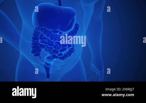 Appendix anatomy Stock Videos & Footage - HD and 4K Video Clips - Alamy
