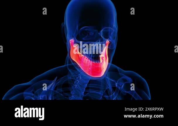 Human skeleton Skull Mandible Bone Anatomy 3D animation For Medical ...