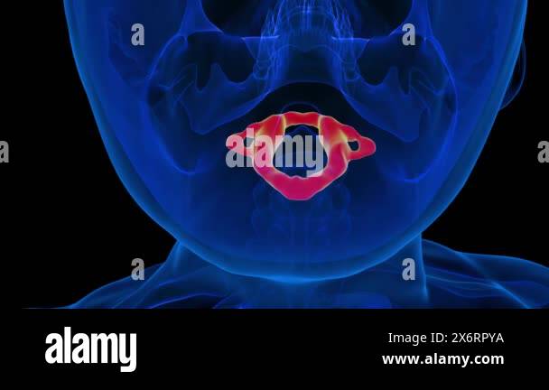 Atlas of anatomy Stock Videos & Footage - HD and 4K Video Clips - Alamy