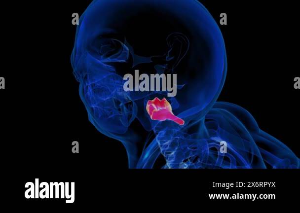 Human skeleton Axis Bone Anatomy 3D animation For Medical Concept Stock ...